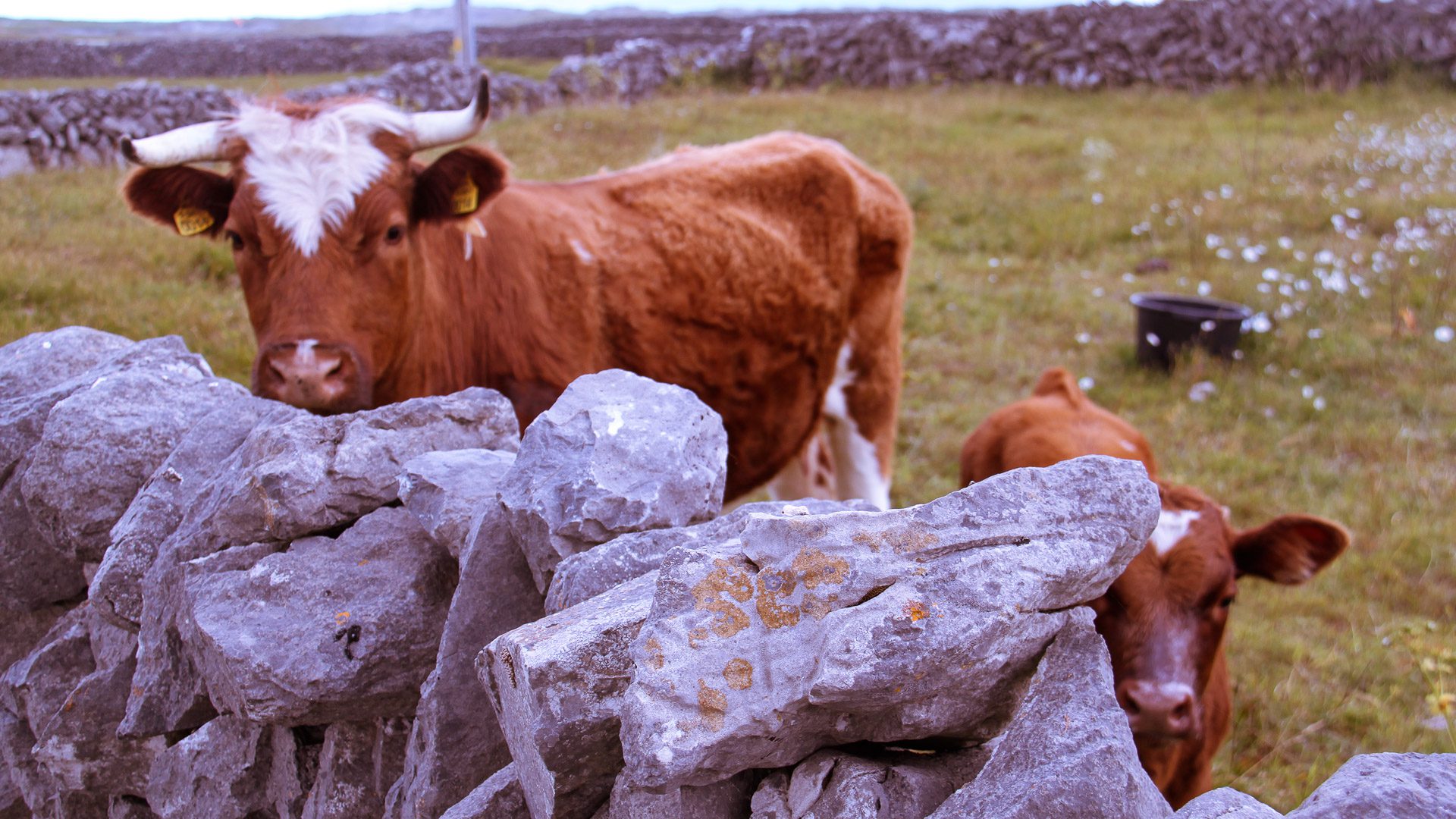 Irish Islands | Wild Atlantic Way Holidays | McKinlay Kidd