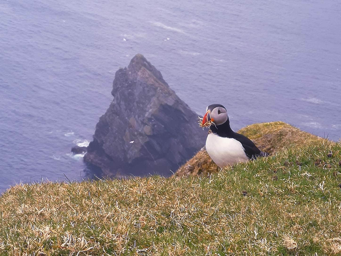 Close Encounters of the Puffin Kind | McKinlay Kidd